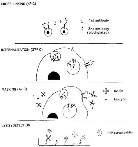 Schematic Representation Of The Assay Used To Quantitate Integrin Download Scientific Diagram