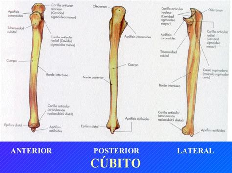 Cubito ~ Anatomia