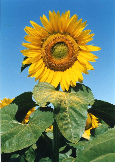 Слънчоглед ДОБРУДЖАНСКИ ЗЕМЕДЕЛСКИ ИНСТИТУТ