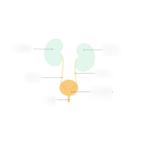 Urinary System Diagram Quiz At Gene Courtney Blog Urinary System Diagram Quiz At Gene Courtney Blog