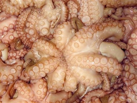 Premium Photo Octopus Tentacles Background
