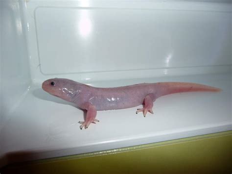 Axolotl Metamorphosis