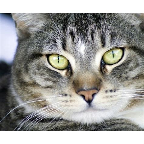Stream Cat Anal Gland Issues Signs And Symptoms Glandex By Glandex