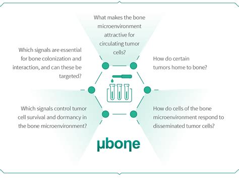 µbone Consortium • Tumor Cells In The Bone Microenvironment