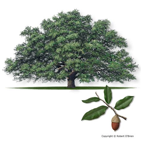 How To Identify Texas Oak Trees By Their Leaves Shall Pelajaran