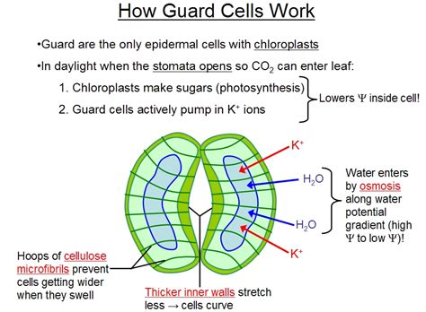 Labelled Diagram Of Stomata