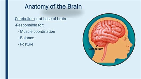 Nervous System Classification Of Neurons Classification Of Nervous
