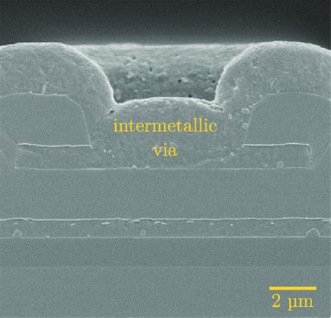 Scanning Electron Micrograph Of A Trap Cross Section Showing The