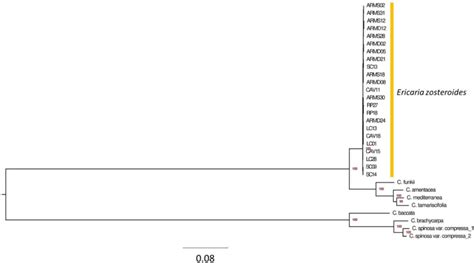Figure B11 Ml Phylogeny Inferred Using 11 010 Snps In Iq Tree The
