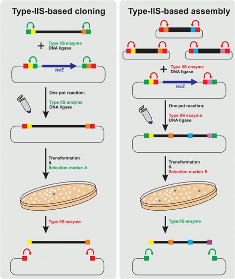 Dna Restiction Digest Algorithm