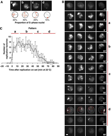 Spatio Temporal Organisation Of Replication Foci A Four Successive