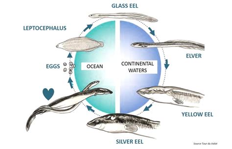 The European Eel A Great Adventurer Tour Du Valat