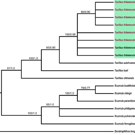 Majority Rule Consensus Tree From A Bayesian Analysis Of The