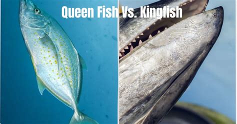 Queen Fish Vs Kingfish Discover The Key Differences For A Tasty Delight