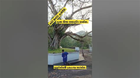 ප‍‍ංසලේ බෝ මළුව ඇමදීම සාදු සාදූ දැක හිත පහදවා ගන්න Youtube