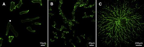 Dictyostelium Current Biology