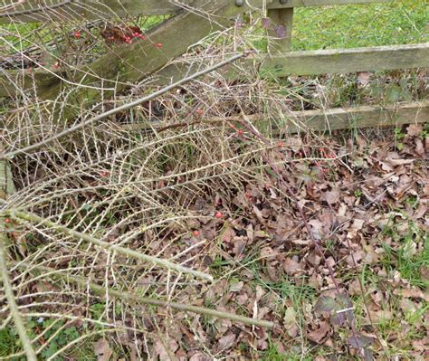 Wall Cotoneaster Naturespot