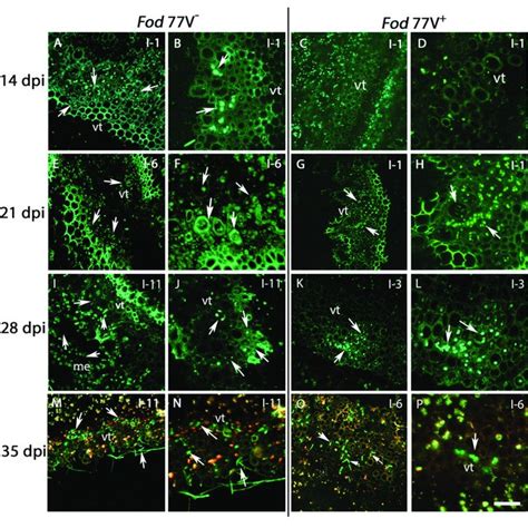 External Colonization Of Carnation Roots By The Virus Free V − And Download Scientific
