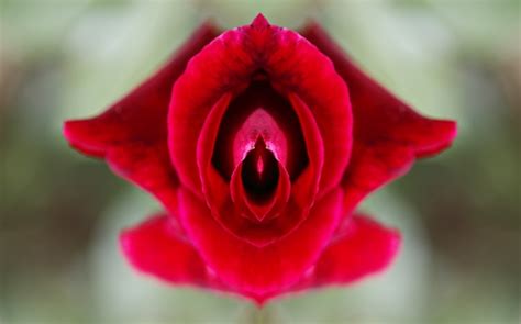 Bsccp Hpv Related Disease Vulval Intraepithelial Neoplasia