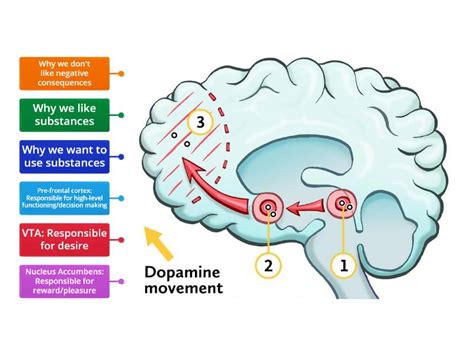 Addiction And The Brain Labelled Diagram