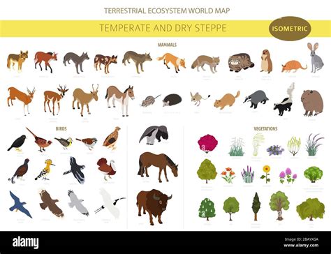 Temperate And Dry Steppe Biome Natural Region Isometric Infographic