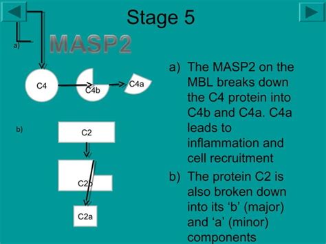 How Complement System Works Lectin Pathway Ppt