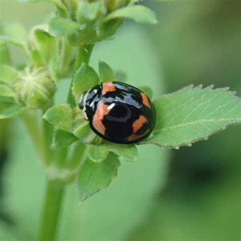 Coccinellidae Kumbang Object Detection Dataset And Pre Trained Model By Eva Nurmalasari