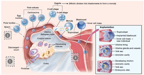 Bio 60l Urinaryreproductive System Ovulation Diagram Diagram Quizlet