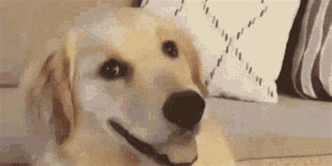 When They Ask Me If I Tested My New Feature Correctly The Coding Love Programmer Humor S