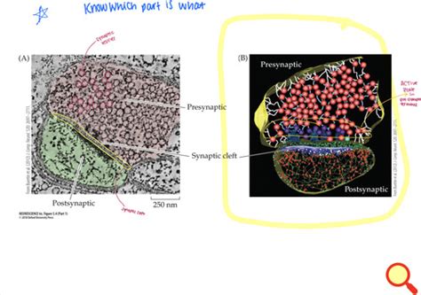 Mod 3 Synaptic Transmission Flashcards Quizlet
