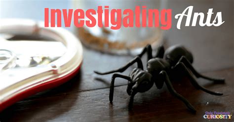 Investigating Ants Only Passionate Curiosity