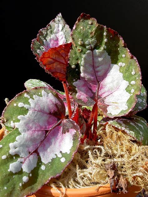 Begonia Rex Hybrids Cactus Jungle