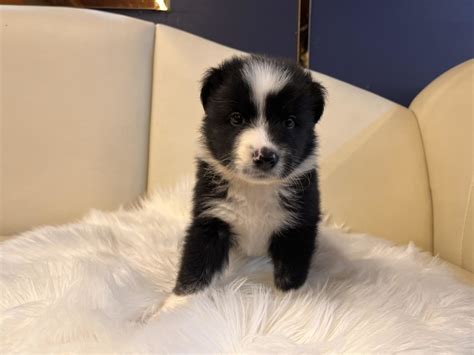 보더콜리 복돌이 아메리칸코카스파니엘 꼬동 오드아이고양이 가필드고양이 그레이트피레니즈 말티푸성격 아기강아지 다리짧은강아지 다리짧은고양이 말티즈성격 삽살개분양 반려묘 큰개종류