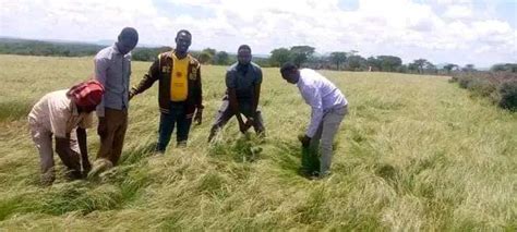 Oromia Bureau Of Agriculture On Twitter Godina Baalee Bahaa Aanaa