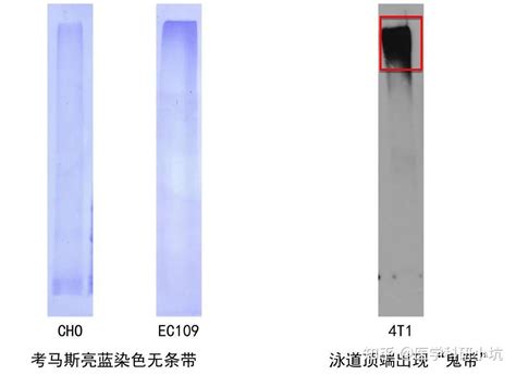 wb蛋白样品完全变性后是否就足够稳定了？我们做了一组实验 知乎