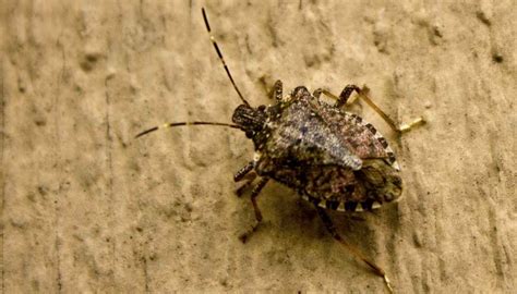 7 Ways Stink Bugs Enter Homes