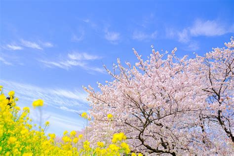 春になると体調不良になるのはなぜ春バテの基礎知識 ダニよけシリカのウッディラボ読み物