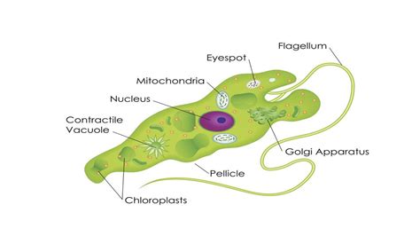 Euglenoids Diagram Frontiers Bioproducts From Euglena Gracilis