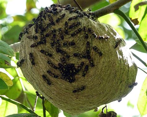 Do Wasps Sting Or Bite Smore Science