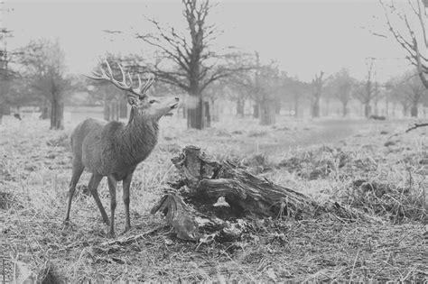 image grid effects demo 2 codrops