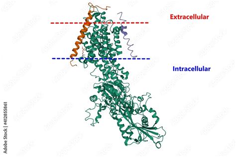 Structure Of Sodium Potassium Adenosine Triphosphatase Also Known As The Sodium Potassium Pump