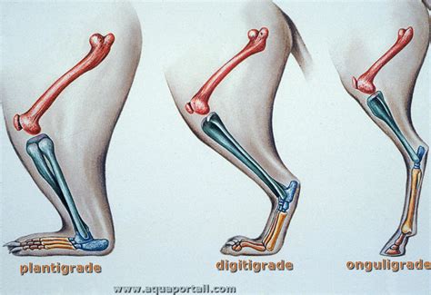 Digitigrade Définition Et Explications