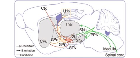 Schematic Of Common Dbs Targets And Their Connections In Mice The