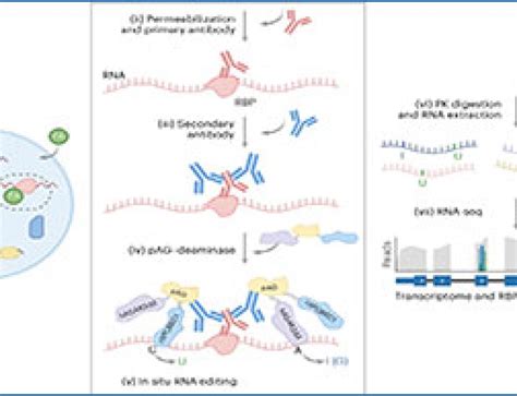 Scspace Reconstruction Of The Cell Pseudo Space From Single Cell Rna Sequencing Data Rna Seq