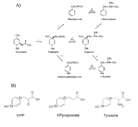 A Metabolic Routes From Chorismate Leading To The Synthesis Of Download Scientific Diagram