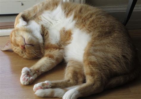 Catnip And Kitty Whiskers