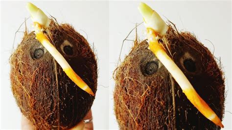 How To Grow Coconut Tree From Coconut Fruit An Easy Way To Start A Coconut Bonsai Coconut