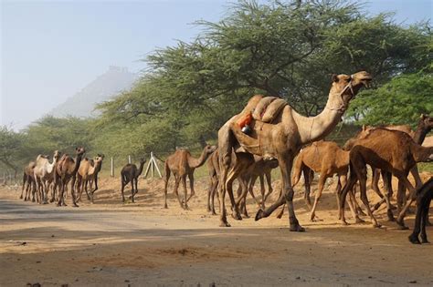 Premium Photo Camel Herds