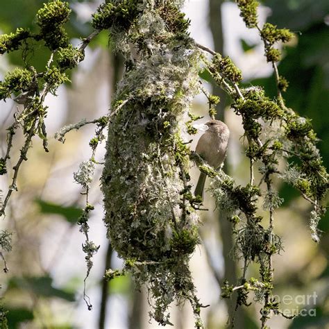 American Bushtit Building Her Nest Photograph By Jackie Follett Fine