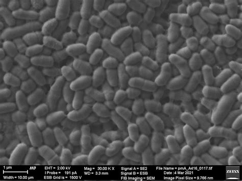 Environmental Microbiology Reports Vol 16 No 4